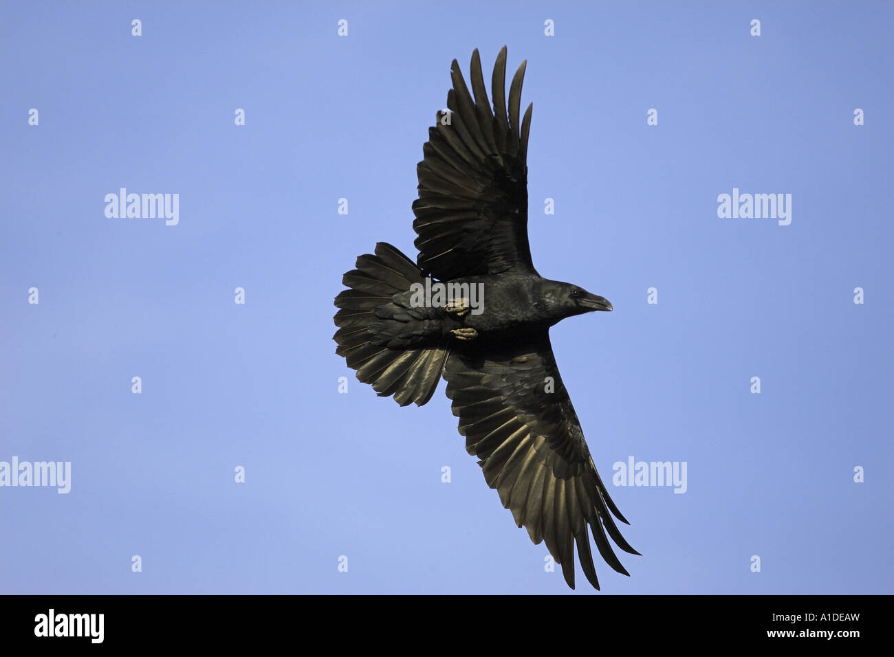 Corbeau commun en plein vol Banque de photographies et d’images à haute ...