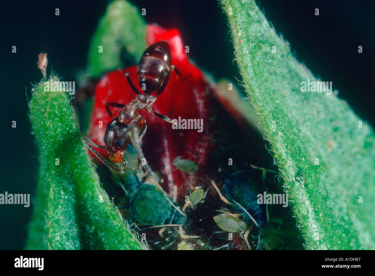 Fourmis argentines Banque de photographies et d’images à haute ...