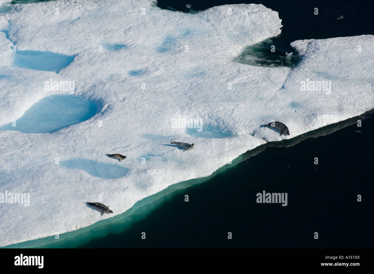 Phoques annelés Phoca hispida sur glace multicouche mer de Chukchi à 20 ...