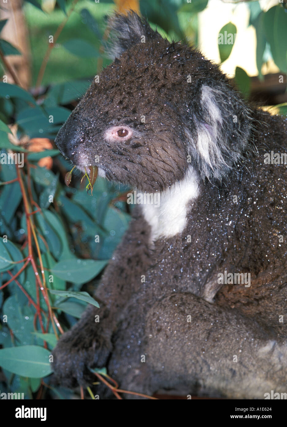 Wet koala Banque d'image et photos - Alamy