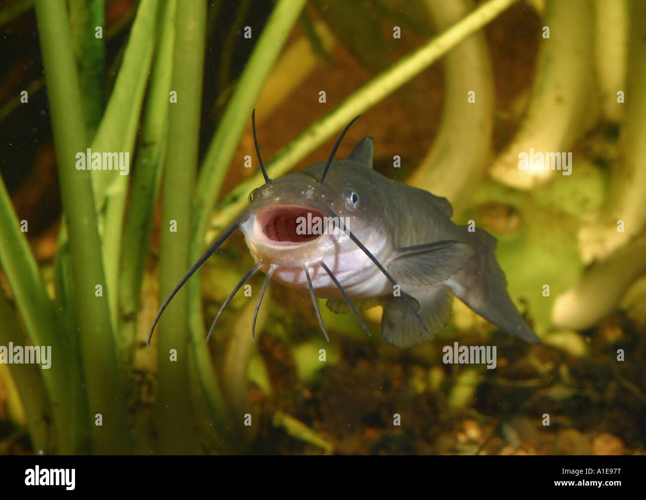 Loquette cornu, le poisson-chat américain, barbotte, tachetés de ...