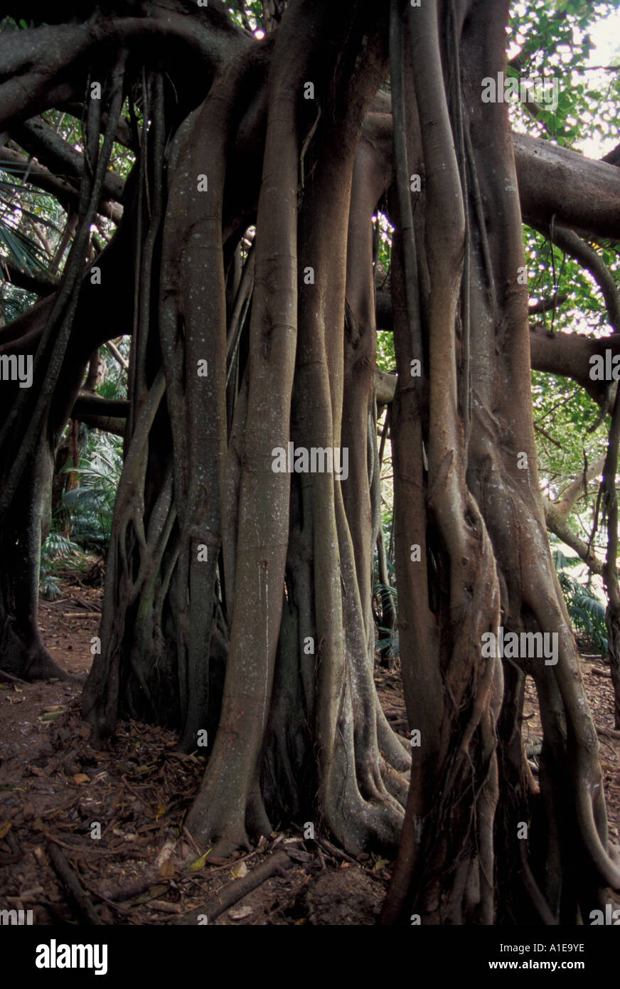Ficus macrophyllia Banque de photographies et d’images à haute ...