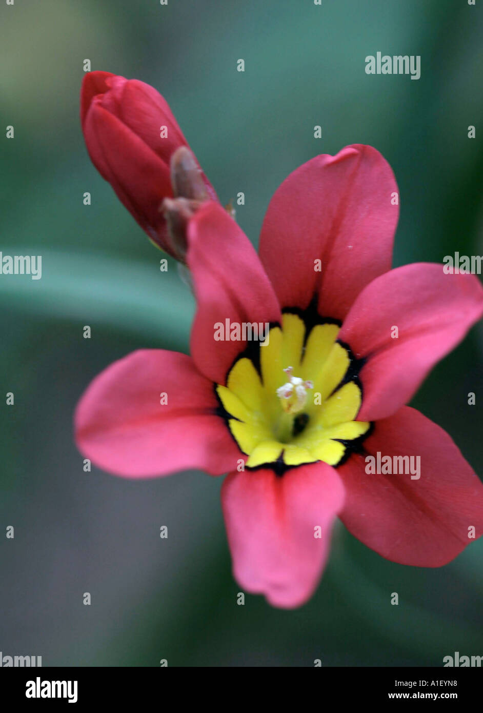 Sparaxis tricolor Banque de photographies et d’images à haute ...