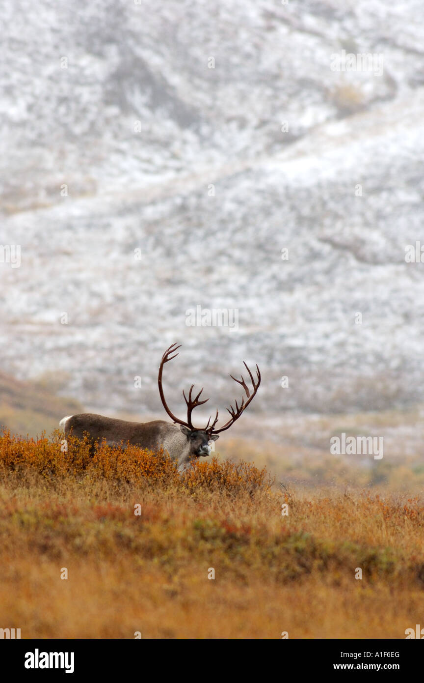 Caribou des bois Rangifer tarandus bull se nourrissent de la végétation ...