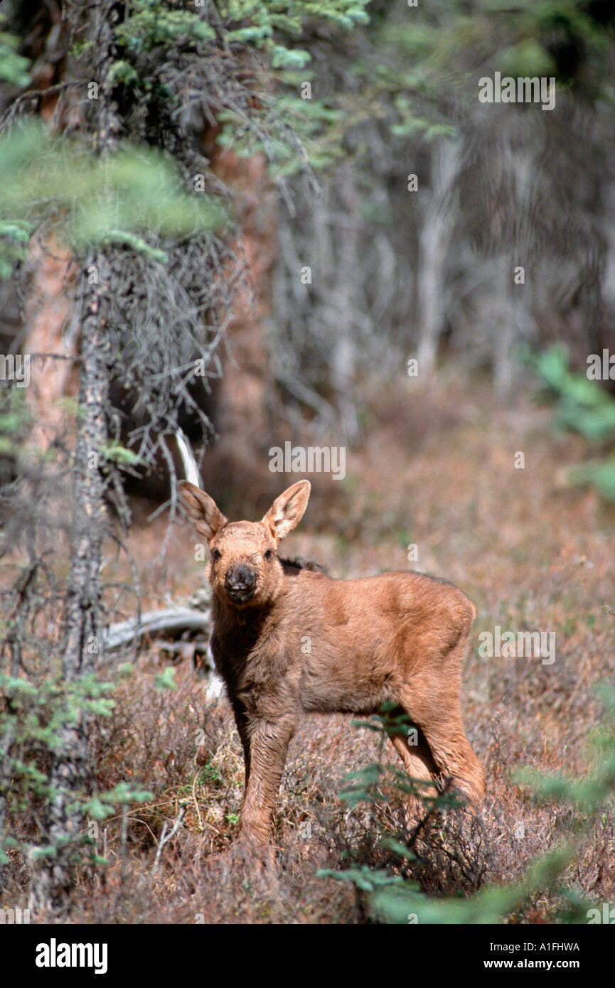 De l'Alaska dans Denalil veau ORIGNAL Parc National, tourné à l'état ...