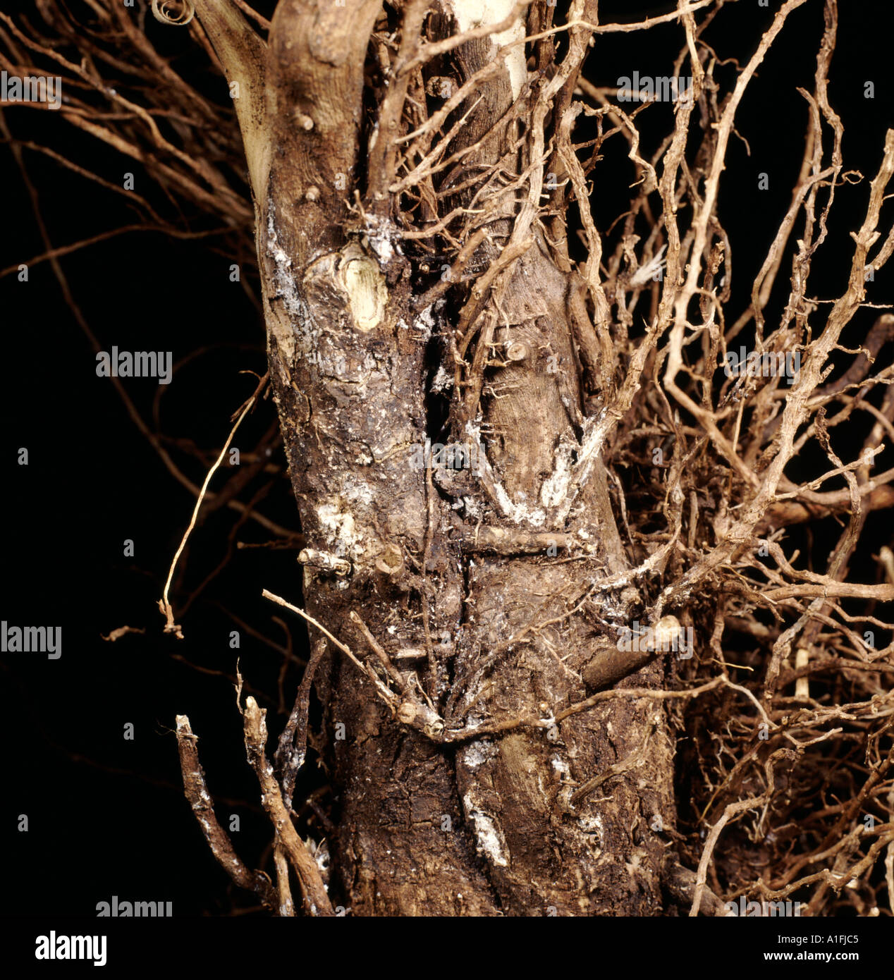 La cochenille des racines Banque de photographies et d’images à haute ...