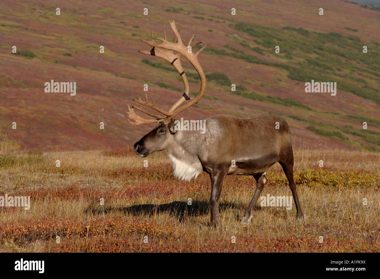 Caribou des bois Rangifer tarandus bull se nourrissent de la végétation ...