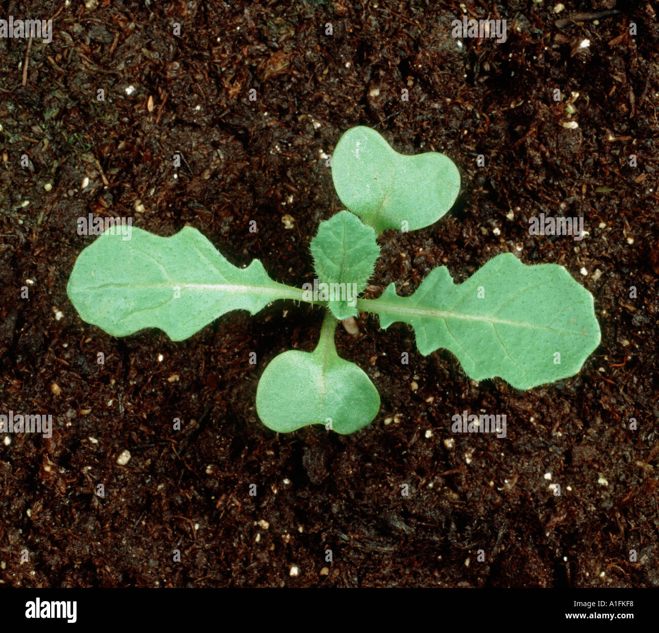 Charlock seedling Banque de photographies et d’images à haute ...