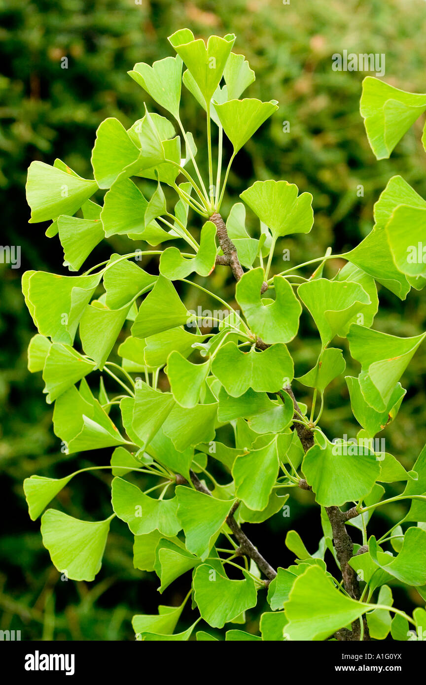 Feuilles de ginkgo biloba Gingkoceae Chine arbre aux 40 écus Arbre ...