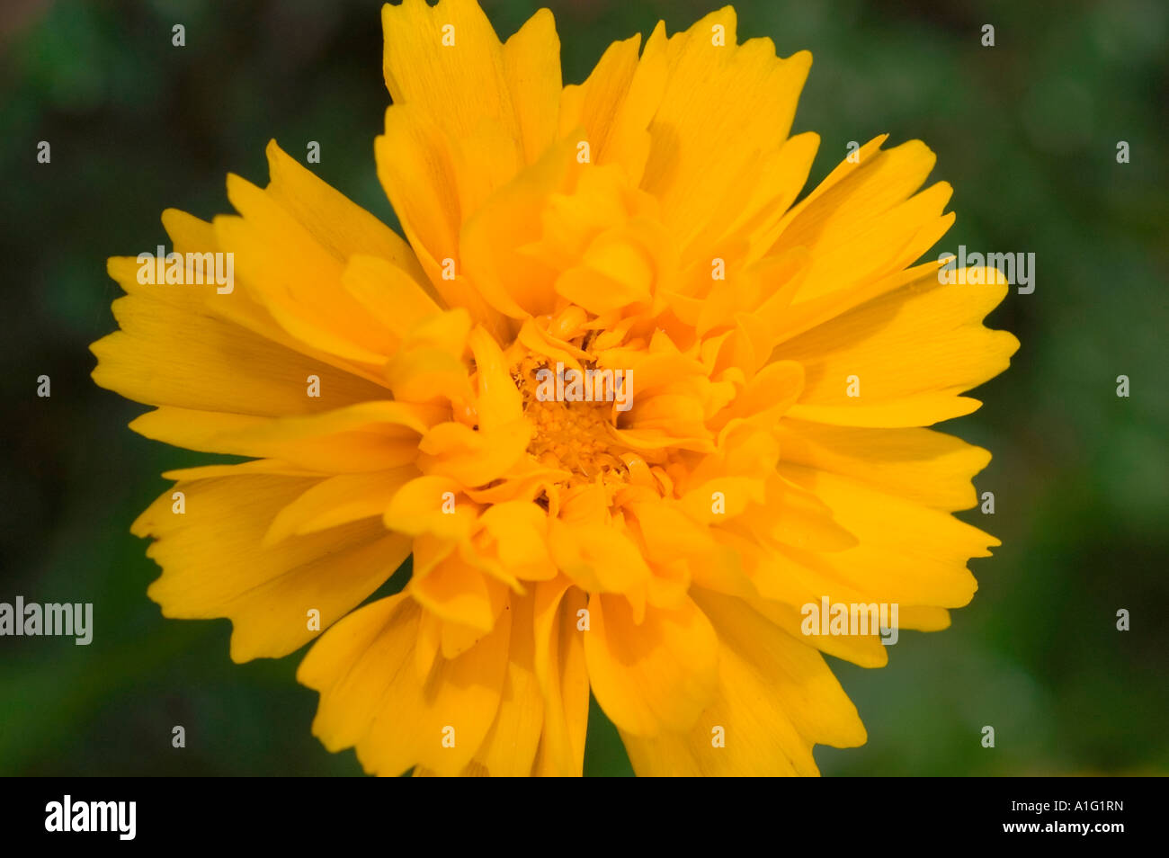 Fleur jaune close up de coreopsis calliopsis tickseed Coreopsis ...