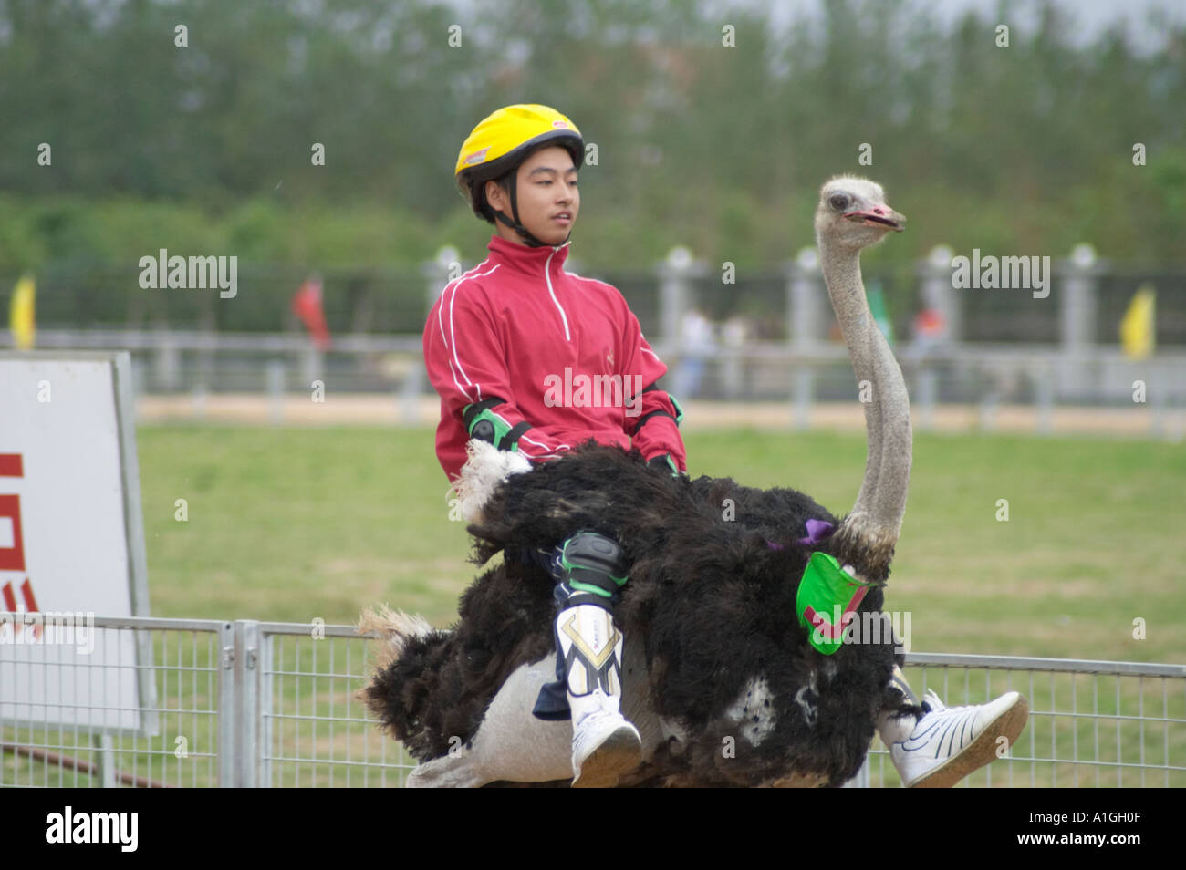 Autruche jockey Banque d'image et photos - Alamy