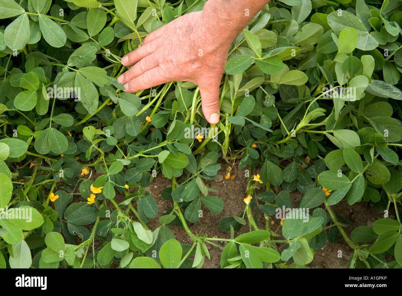 L'affichage de la main d'arachides, les plantes à fleurs Géorgie Photo ...