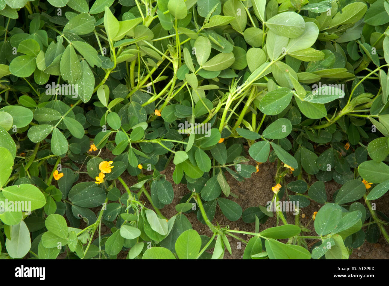La floraison des plantes d'arachide, Doerun, Géorgie Photo Stock - Alamy