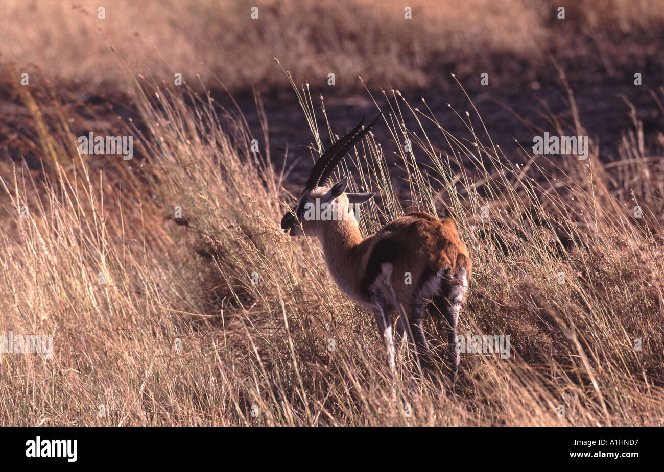 Le springbok et l'impala Banque de photographies et d’images à haute ...
