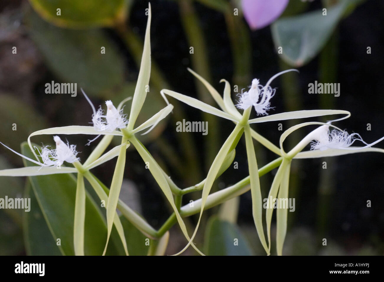 Epidendrum ciliare orchid Banque de photographies et d’images à haute ...