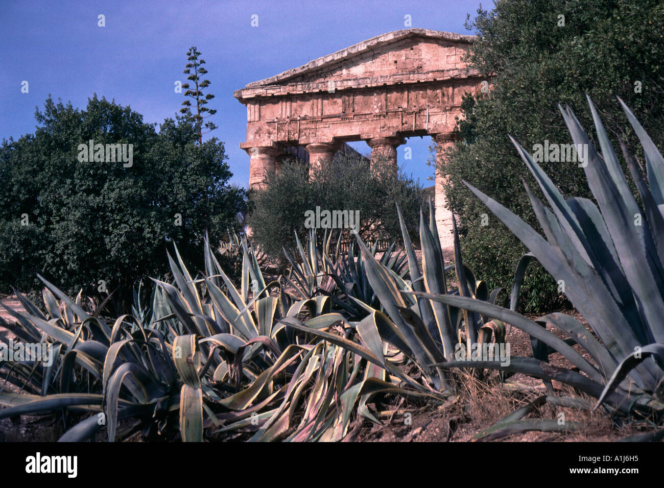 La Sicile. Temple grec de Ségeste, vu par le feuillage inachevé sans ...