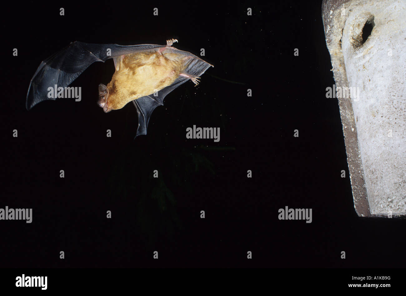 Noctule nyctalus noctula Banque de photographies et d’images à haute ...