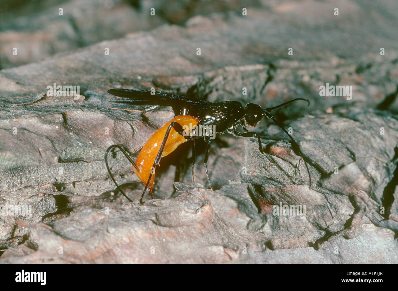 Famille ichneumonidae pondeuse Banque de photographies et d’images à ...