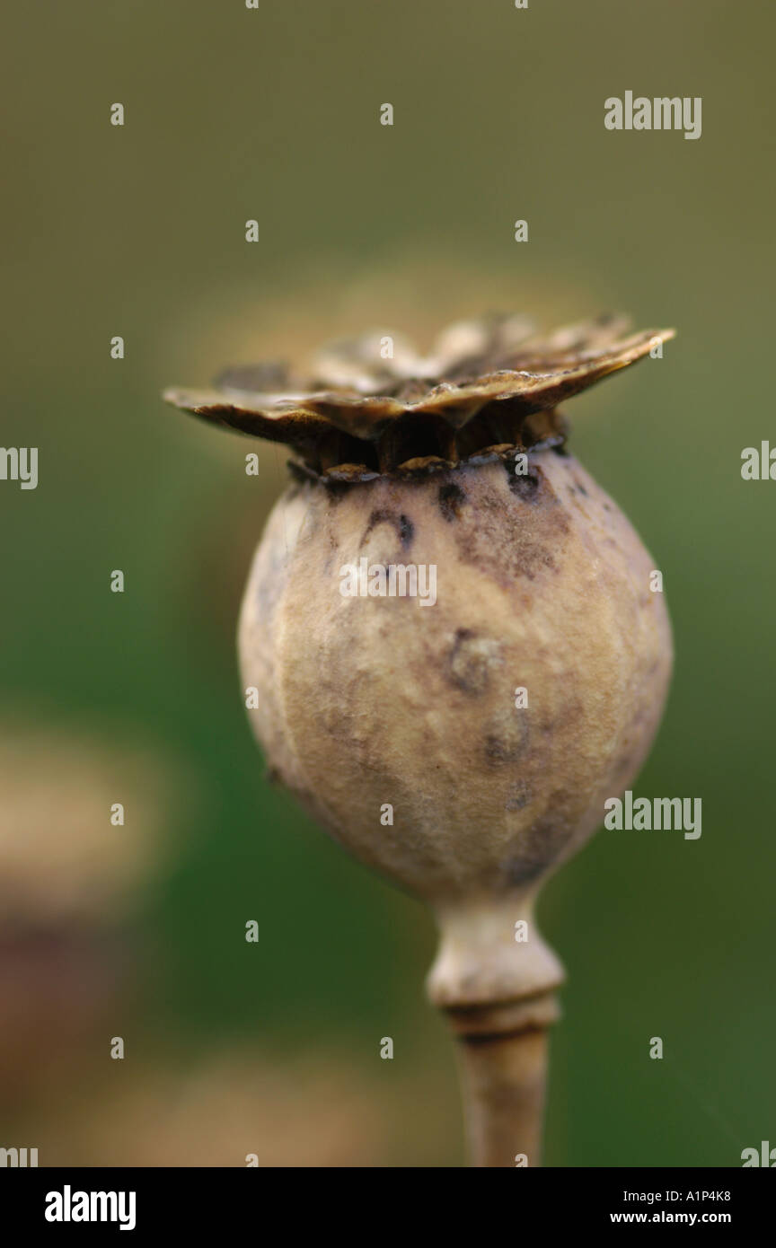 Papaver seed head Banque de photographies et d’images à haute ...