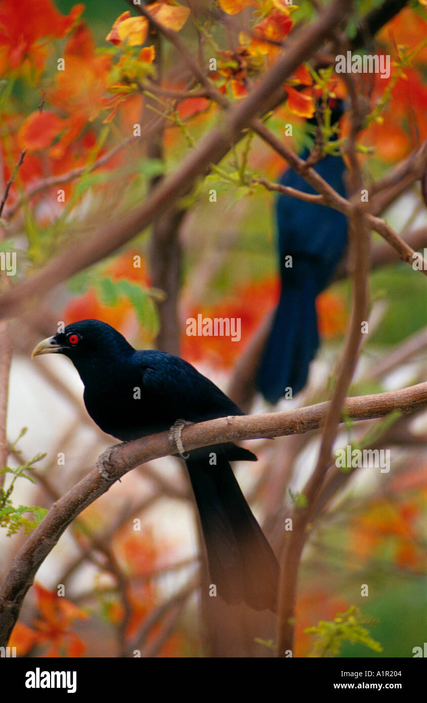 Koel indien Banque de photographies et d’images à haute résolution - Alamy