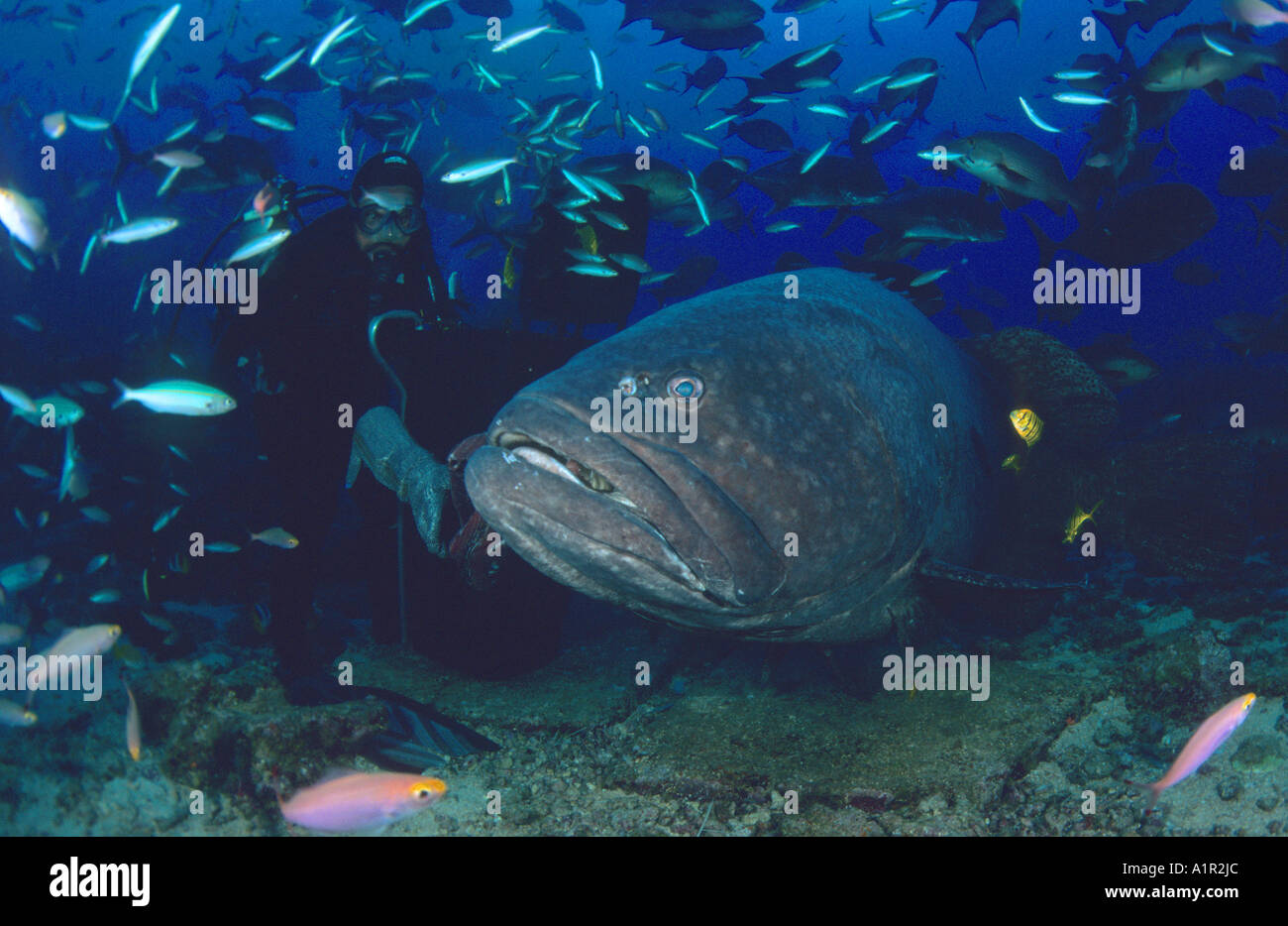 Mérou géant epinephelus lanceolatus Banque de photographies et d’images ...