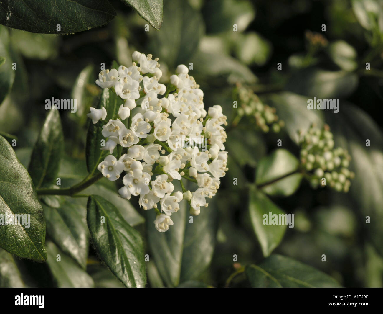Viburnum tinus plante arbustive Banque de photographies et d’images à ...