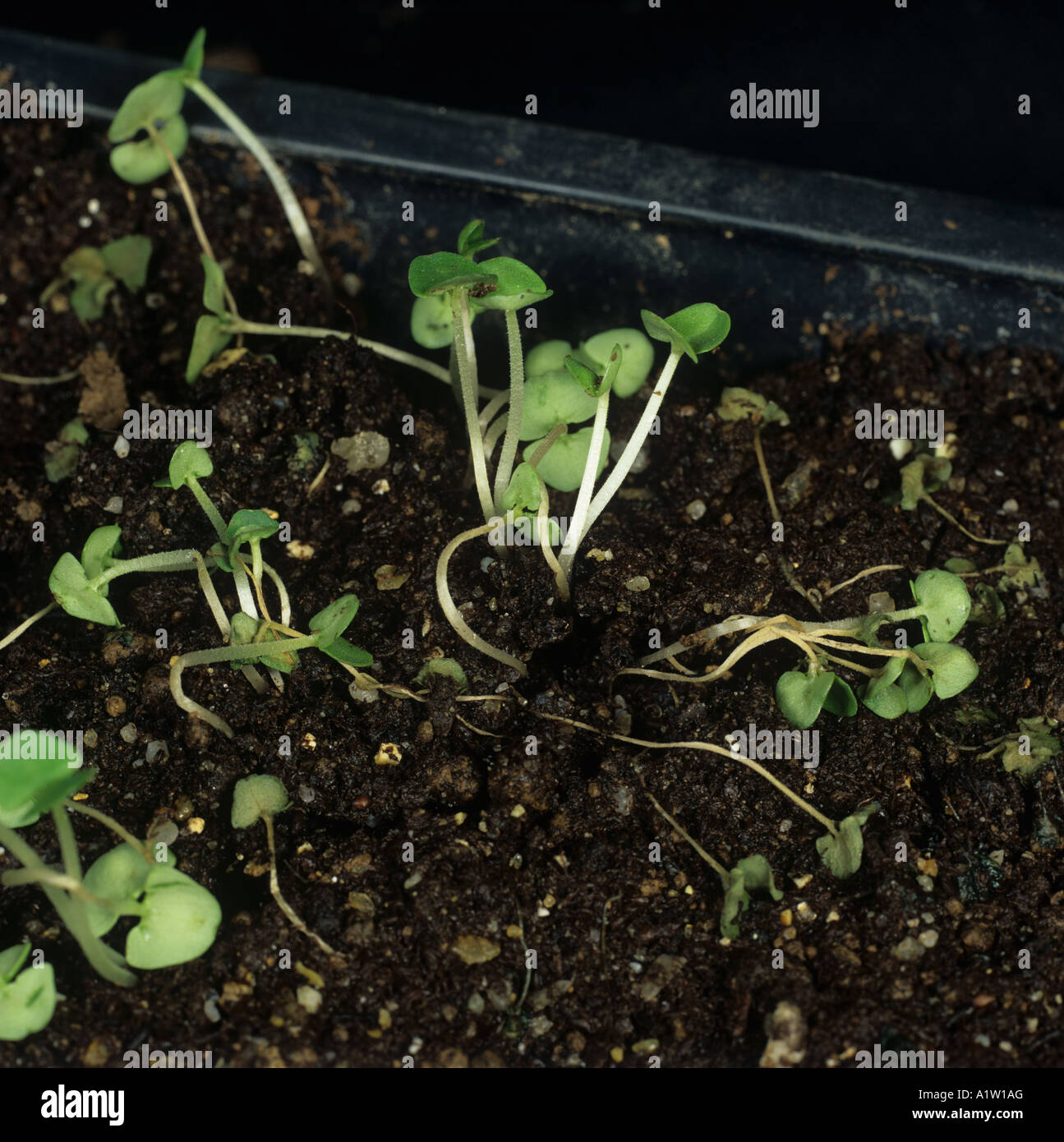 La fonte des semis Banque de photographies et d’images à haute ...