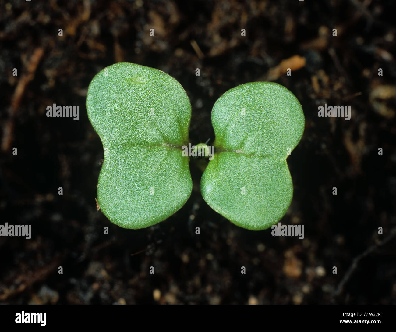 Charlock seedling Banque de photographies et d’images à haute ...