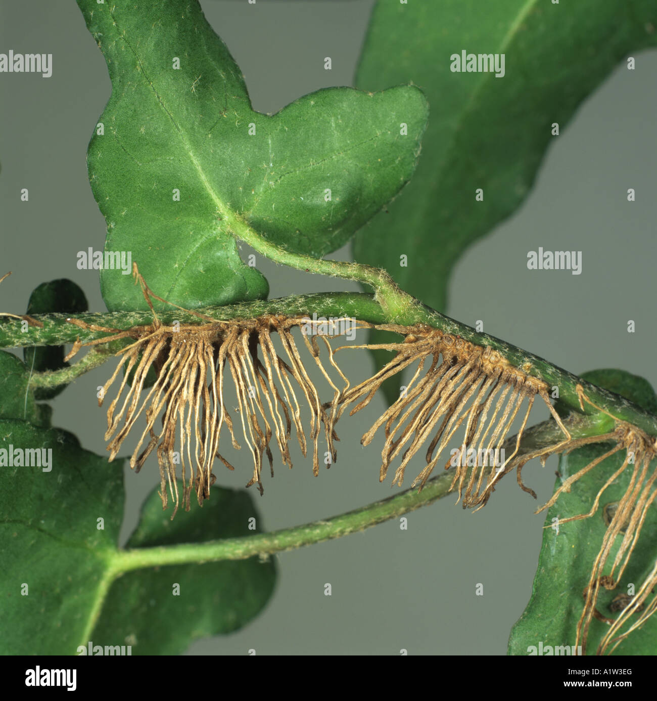 Hedera helix lierre racines adventives utilisée pour s'accrocher sur ...
