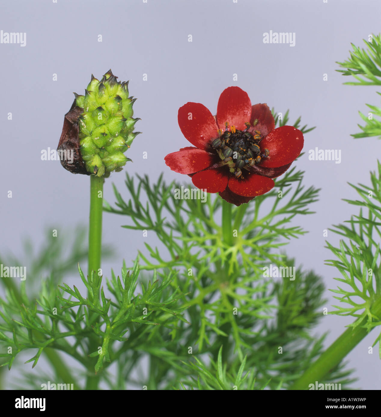 Annua adonis adonis annua Banque de photographies et d’images à haute ...