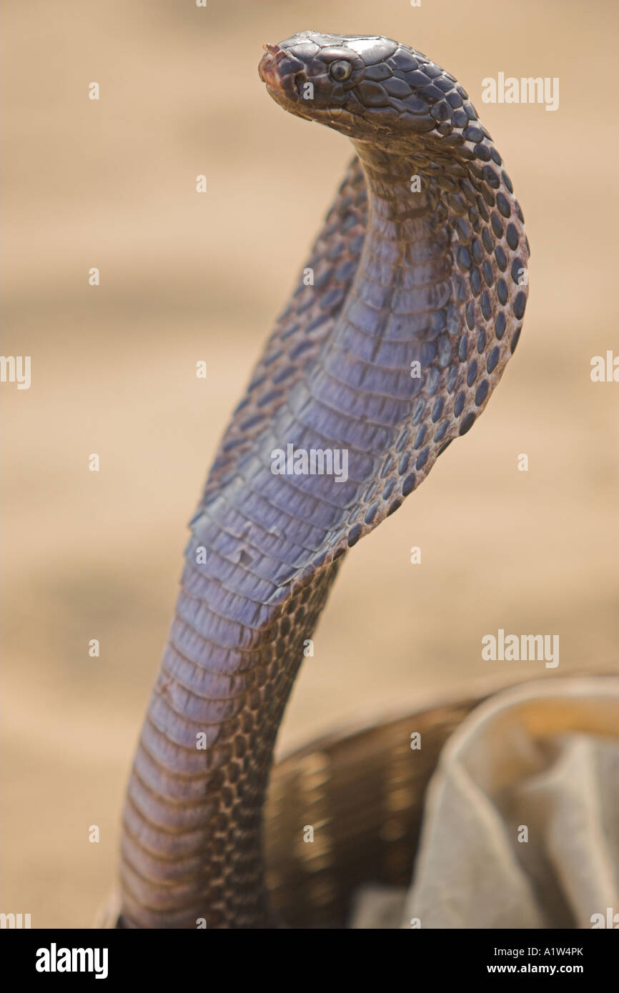 Cobra hood Banque de photographies et d’images à haute résolution - Alamy