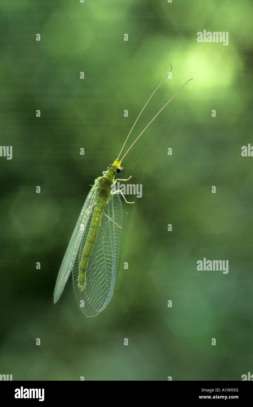 Chrysoperla carnea, chrysope, montrant les ailes translucides et veiné ...