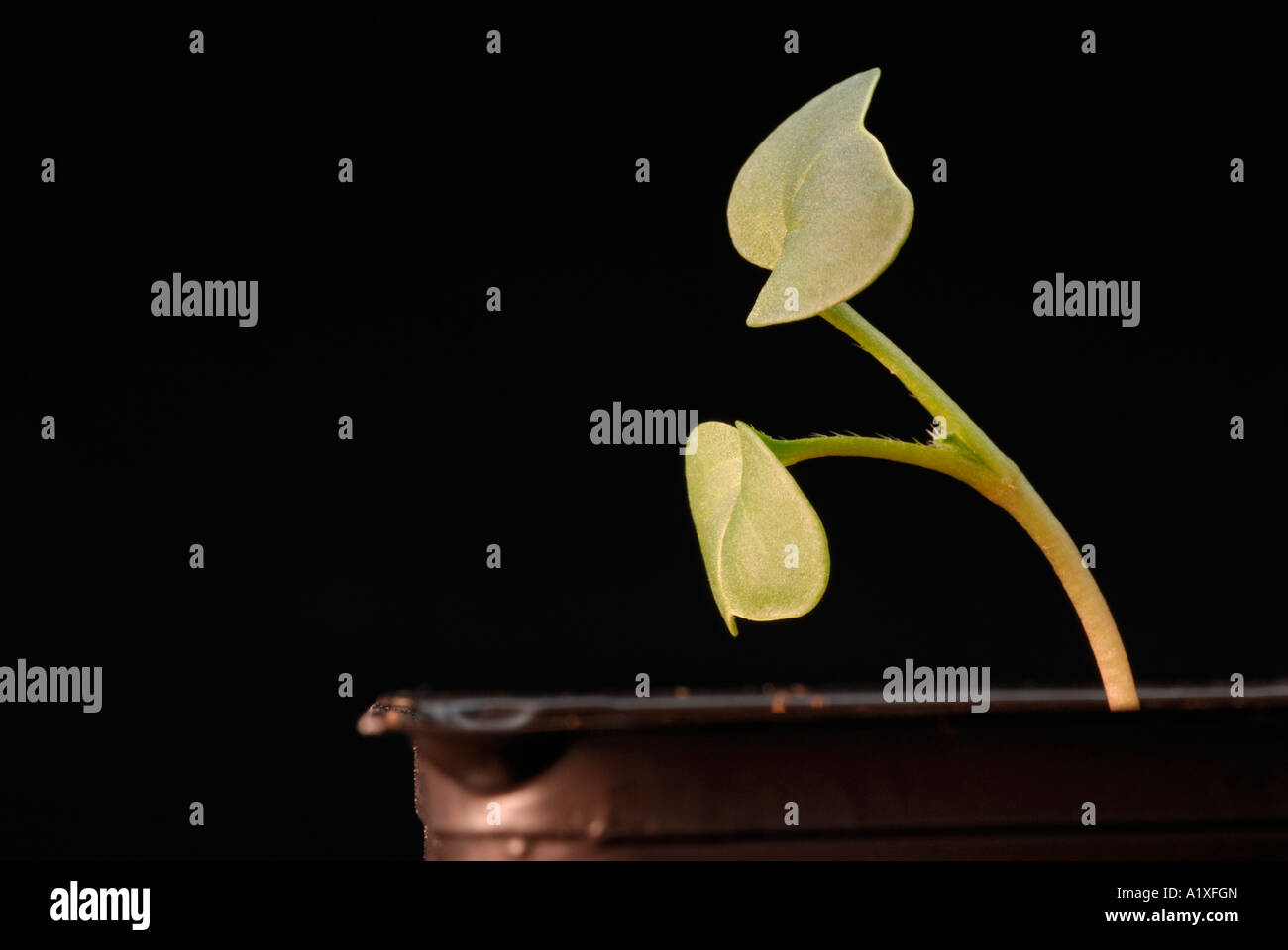 Phototropism plant Banque de photographies et d’images à haute ...