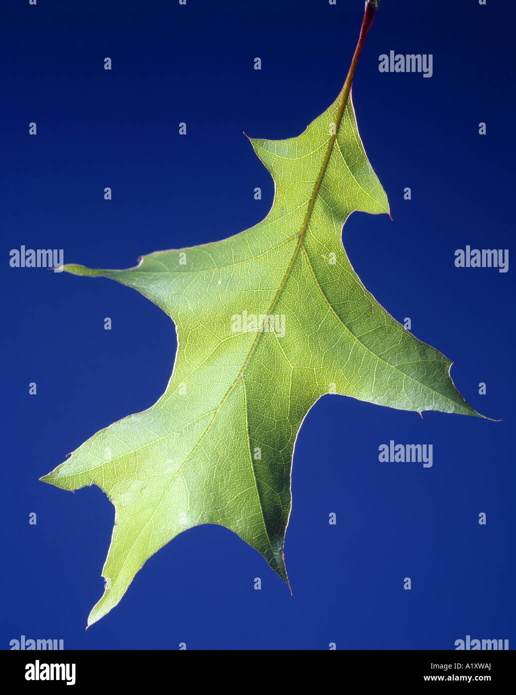 Feuille de chêne (Quercus sp.) La face dorsale ; nervation pennée ...