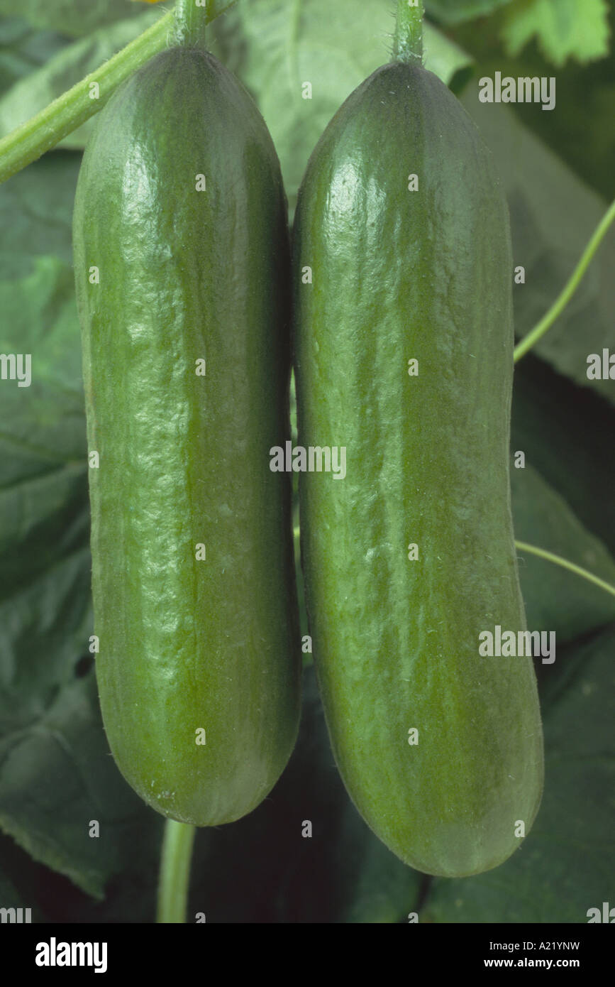 Cucumis sativus 'Cucino" (concombre) F1 hybride toutes les mini ...