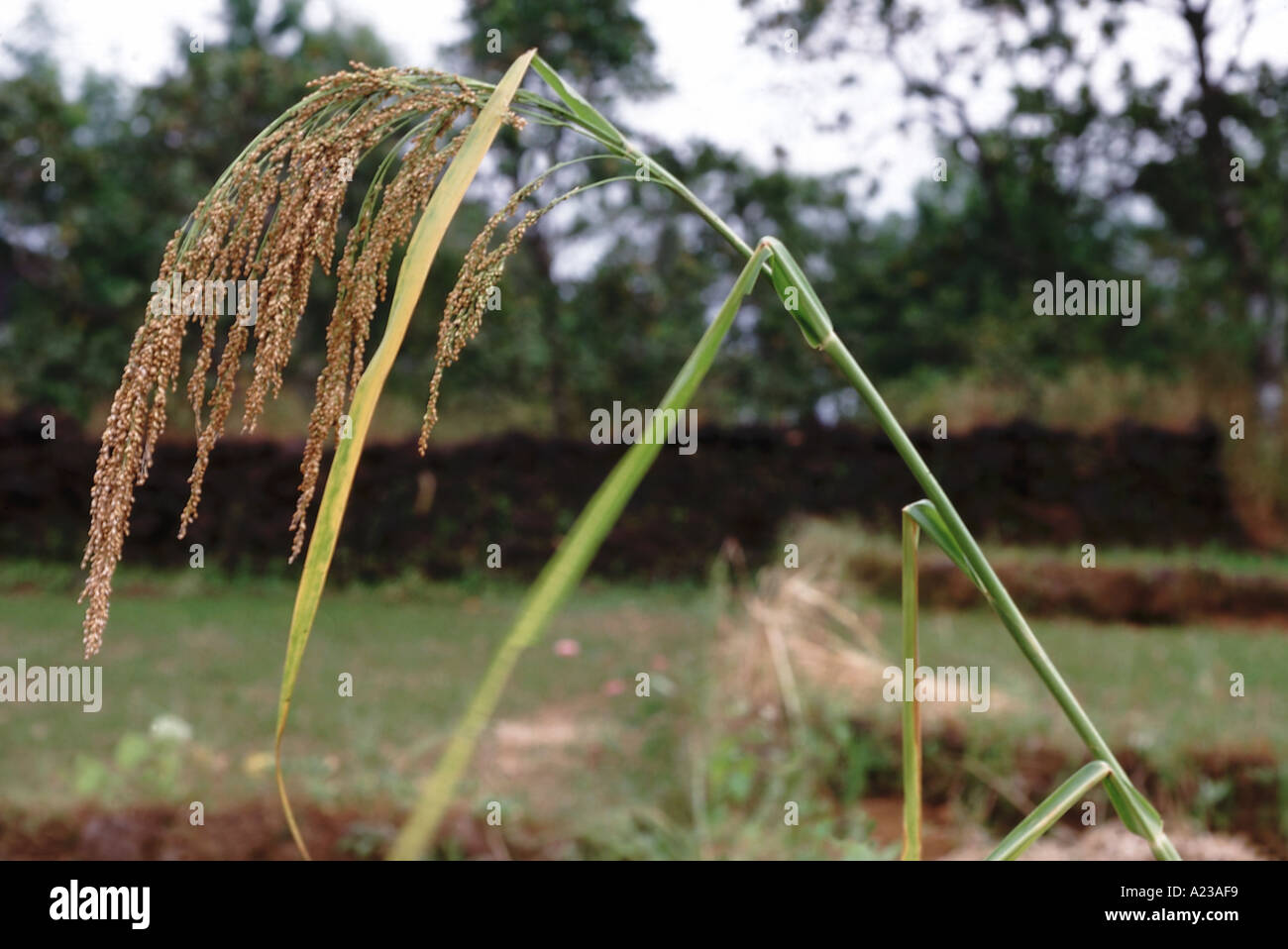 Varai. Panicum miliaceum- 'Varai' l'un des moins millets ...