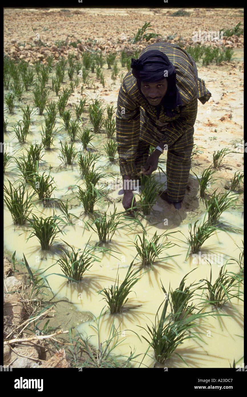 Riz afrique mali Banque de photographies et d’images à haute résolution ...