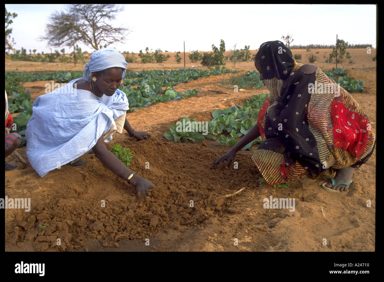 Les femmes qui travaillent dans leur potager commun Namarel le Ferlo ...
