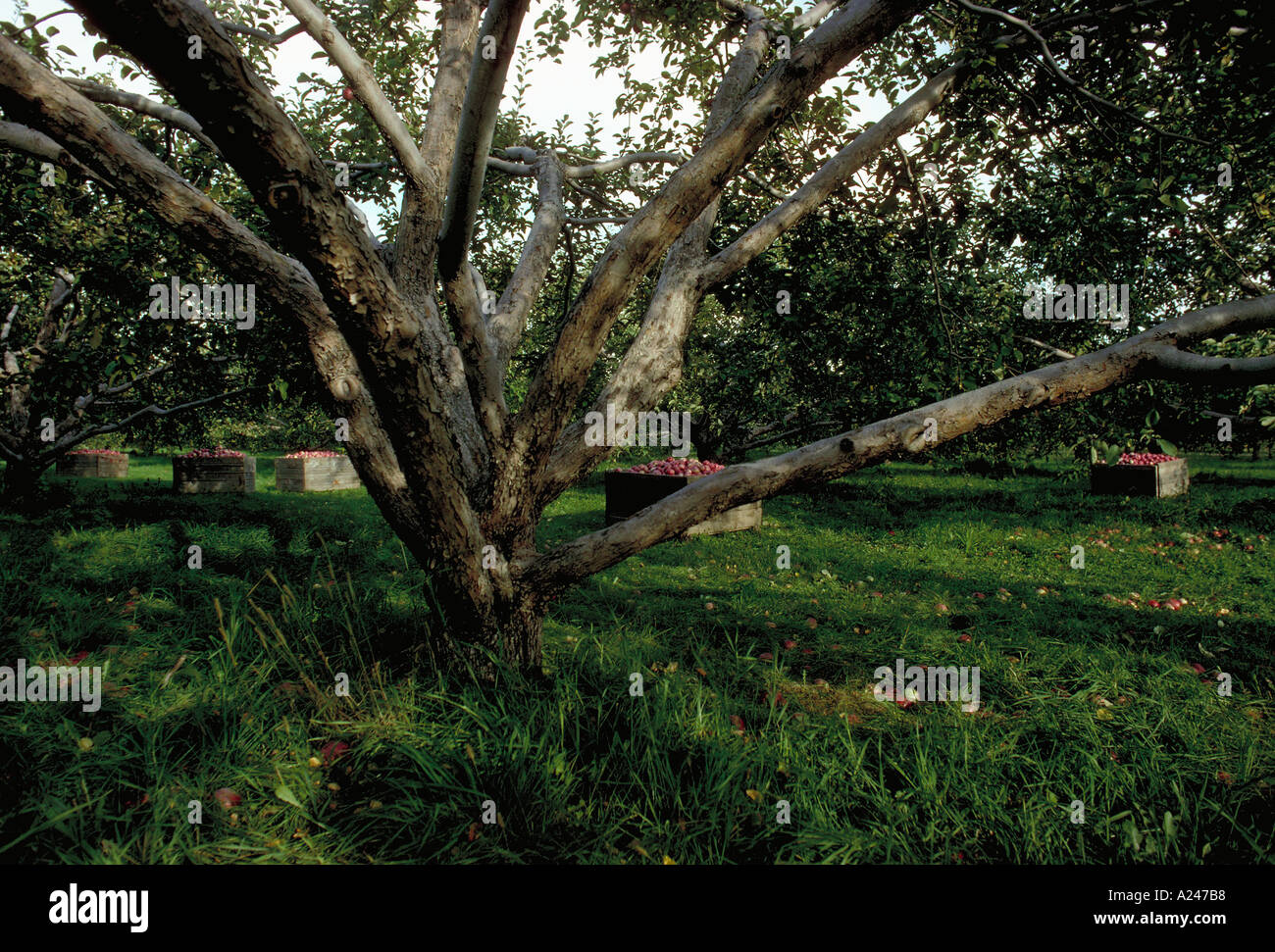 Oka quebec Banque de photographies et d’images à haute résolution - Alamy