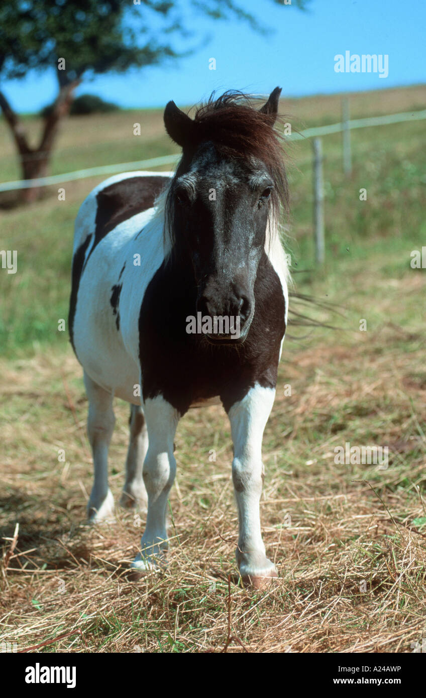 Cheval pinto Banque de photographies et d’images à haute résolution - Alamy