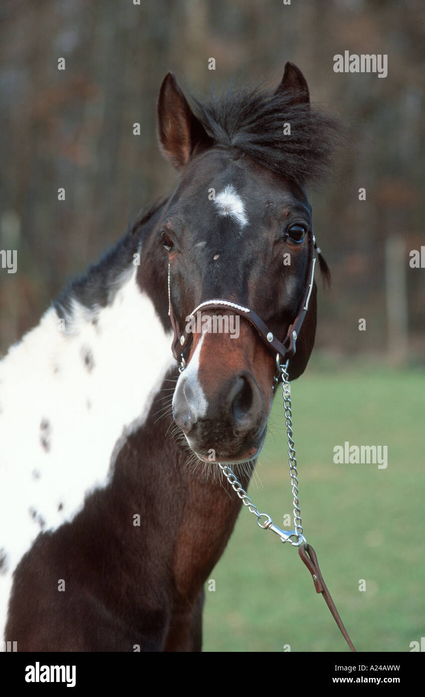 Cheval pinto Banque de photographies et d’images à haute résolution - Alamy