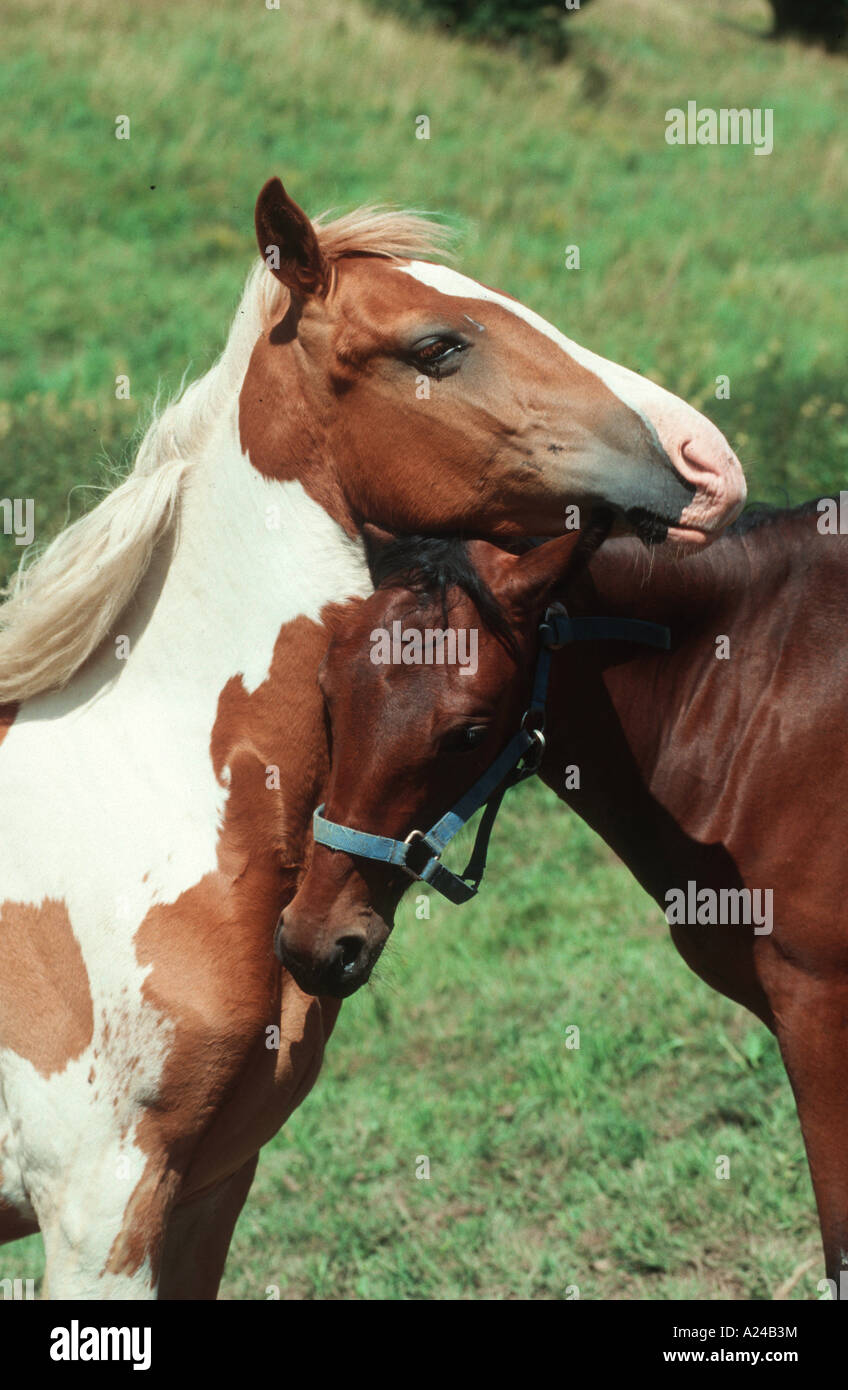 Cheval pinto Banque de photographies et d’images à haute résolution - Alamy