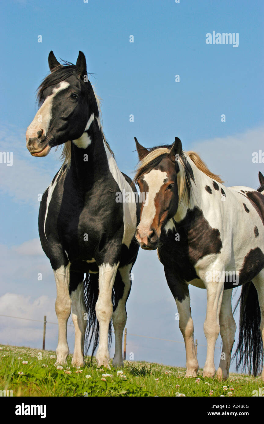 Cheval pinto Banque de photographies et d’images à haute résolution - Alamy