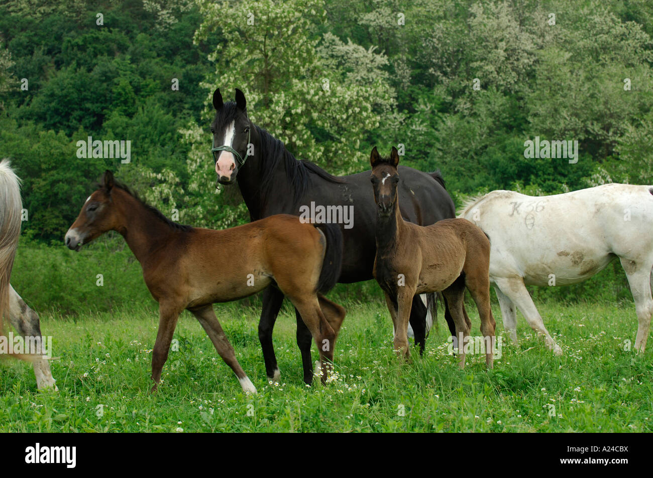 Nonius horse Banque de photographies et d’images à haute résolution - Alamy