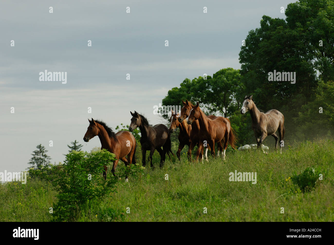 Nonius horse Banque de photographies et d’images à haute résolution - Alamy