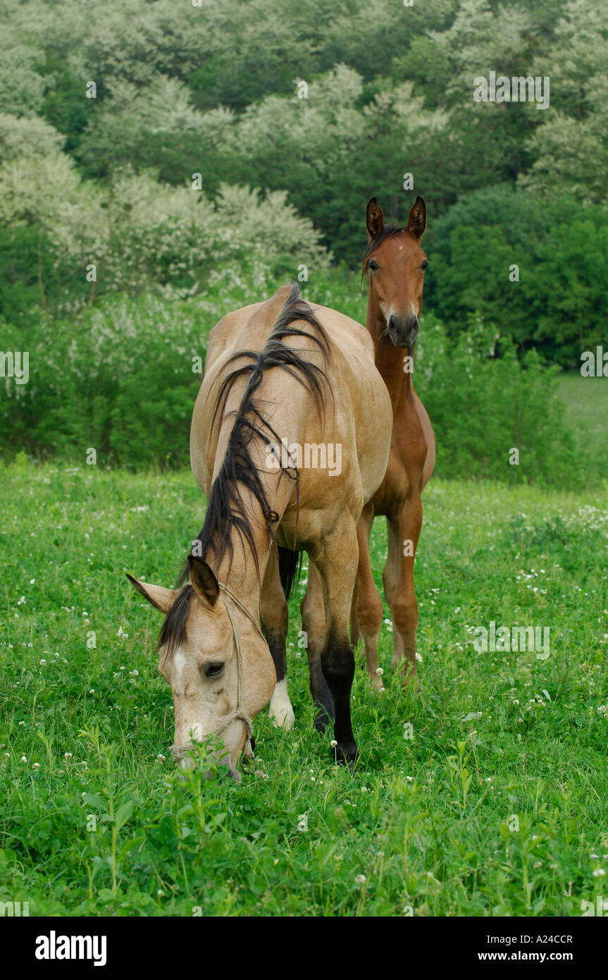Nonius horse Banque de photographies et d’images à haute résolution - Alamy