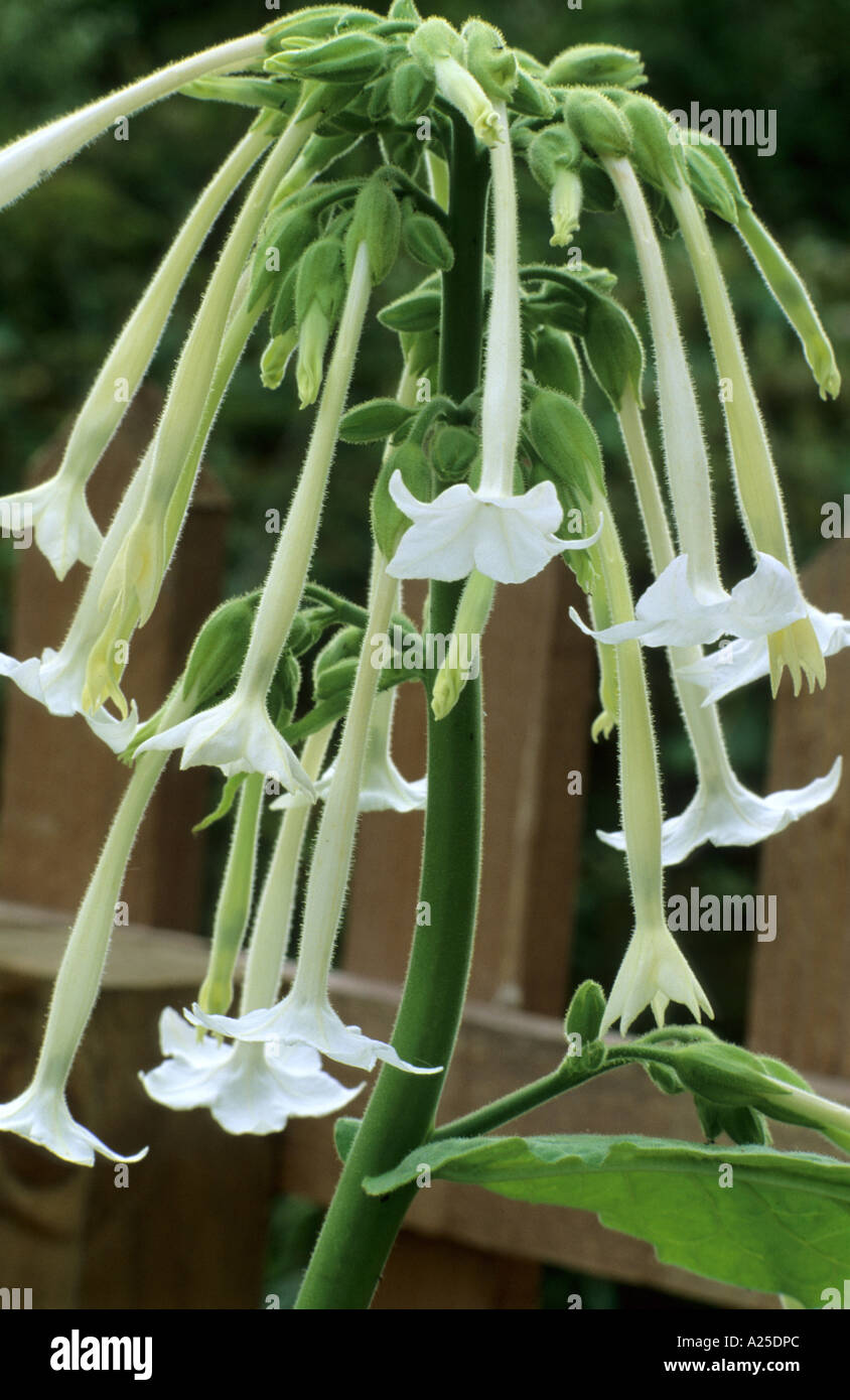 Plantes de tabac plantes nicotiennes Banque de photographies et d ...