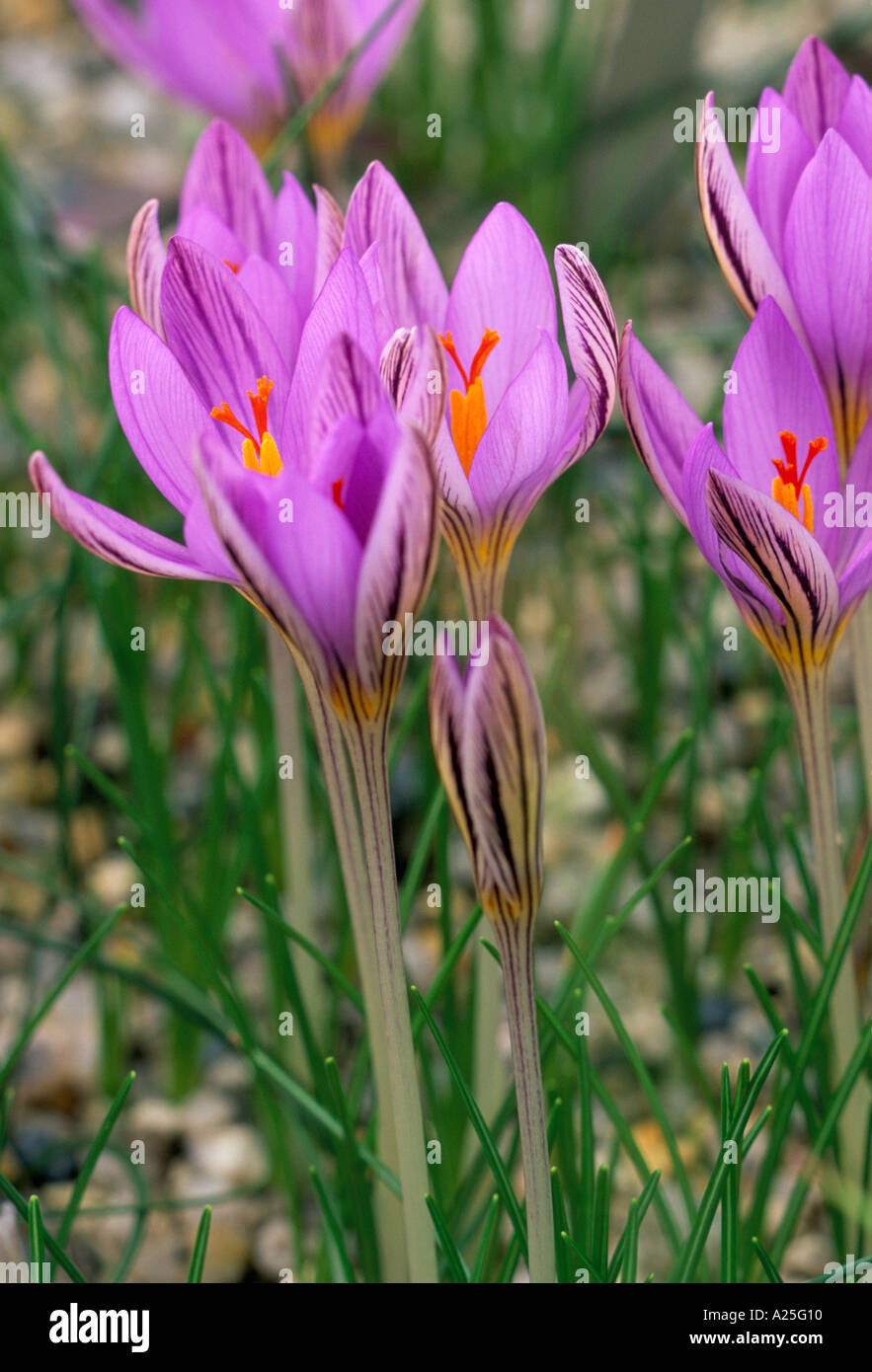 Crocus corsicus Banque de photographies et d’images à haute résolution ...