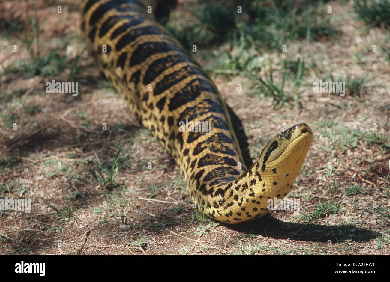 Anacondas jaunes Banque de photographies et d’images à haute résolution ...