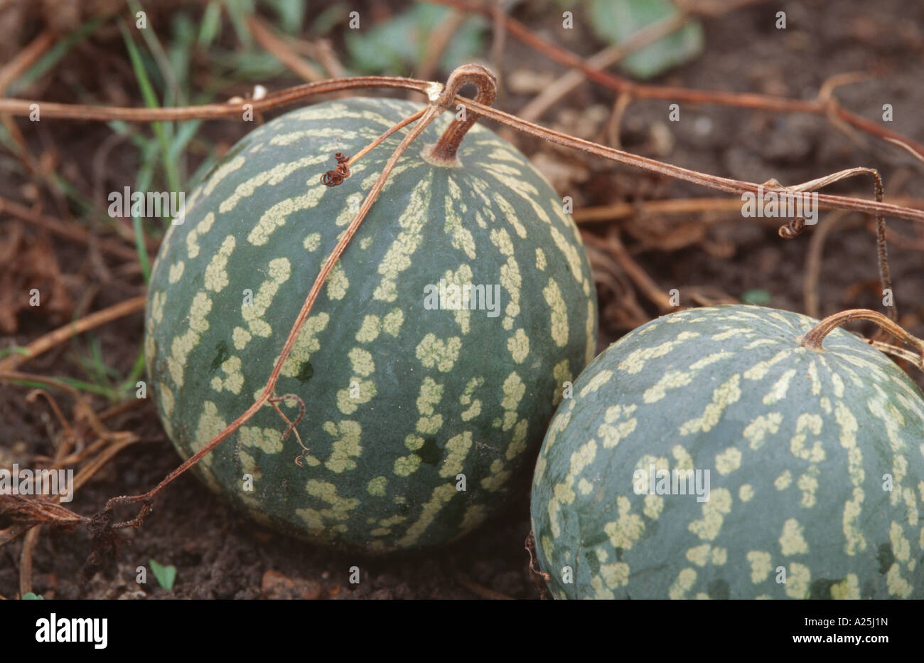 Apple, amer (Citrullus colocynthis colocynthis), fruits Photo Stock - Alamy